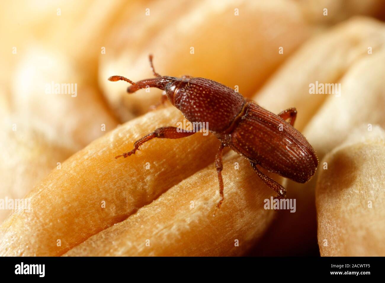 Grain Weevil - Sitophilus granarius is a common pest found all over the ...