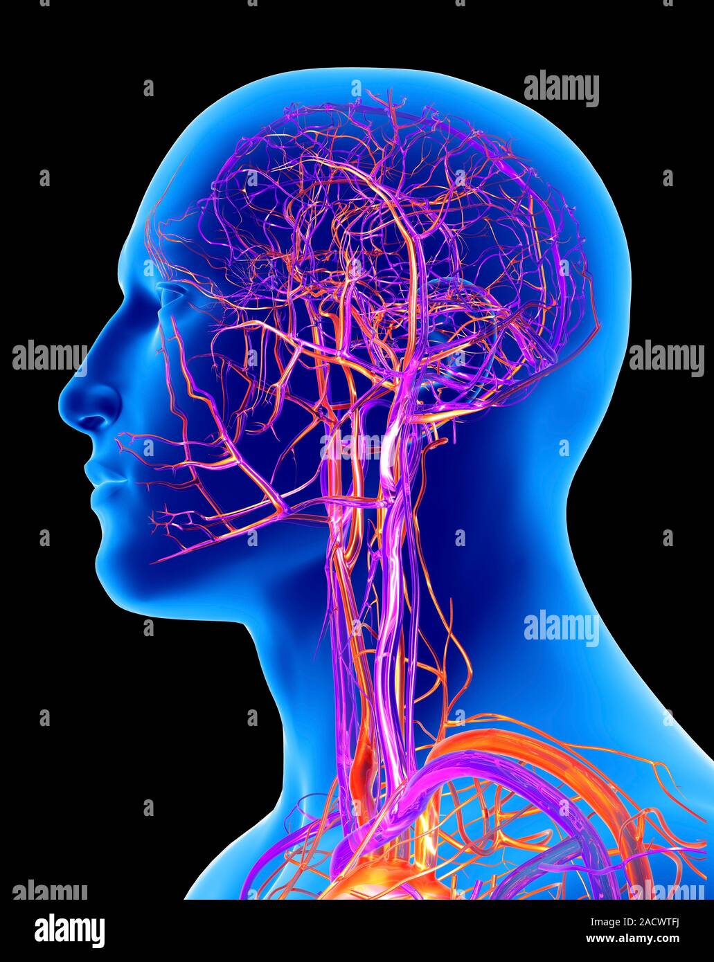 Human head, vascular system. Artwork showing the arteries (red) and ...