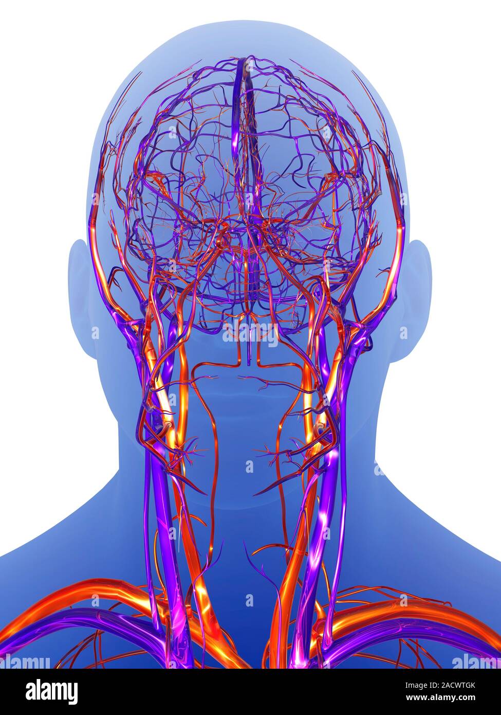 Human head, vascular system. Artwork showing the arteries (red) and ...