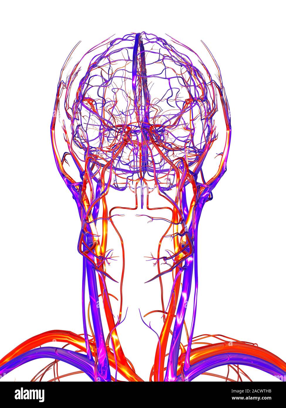 Human head, vascular system. Artwork showing the arteries (red) and ...