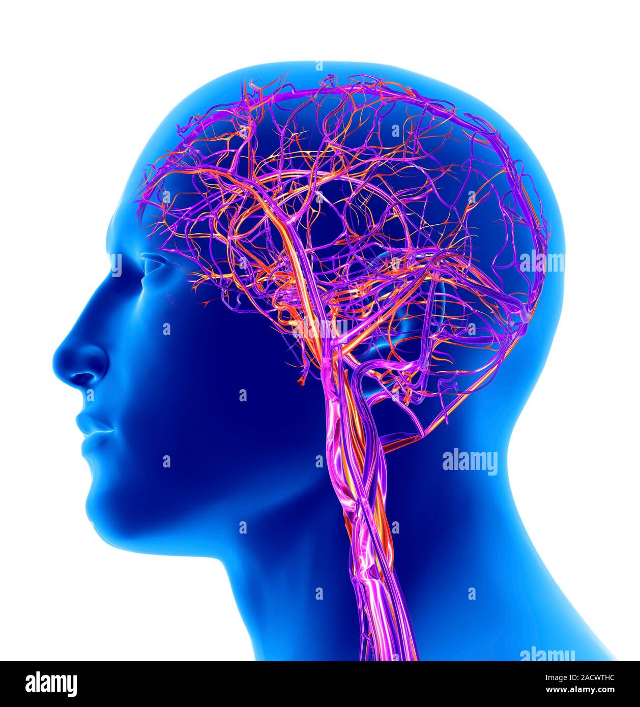 Brain vascular system. Artwork showing the arteries (red) and veins ...