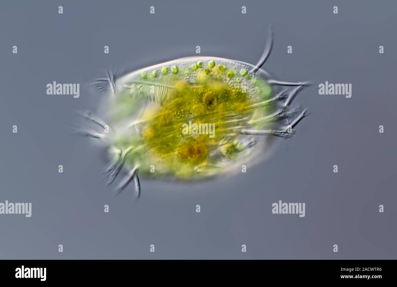 Light micrograph of Euplotes sp., a freswater Hypotrich Ciliate ...