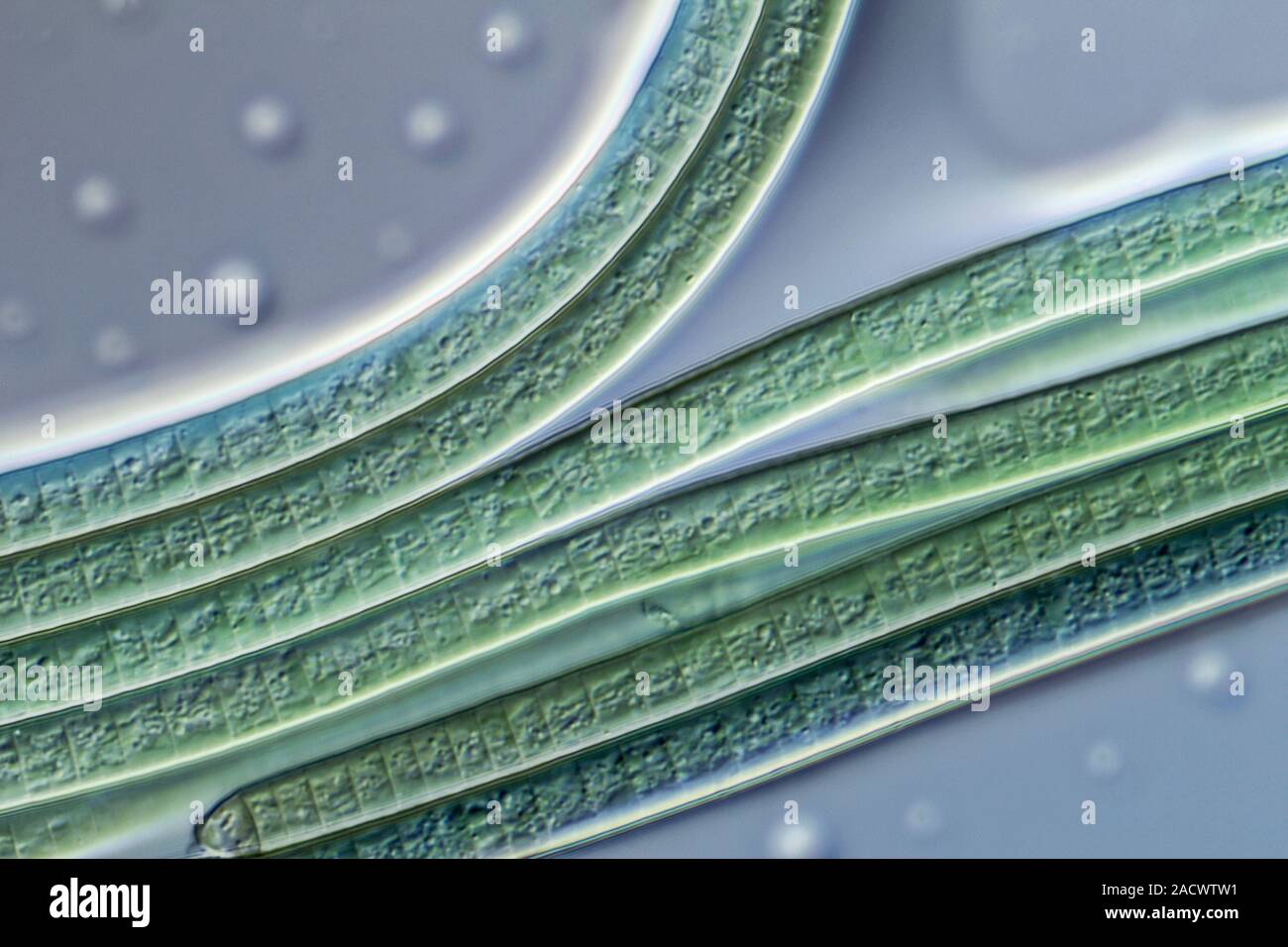 Light micrograph of oscillatoria cyanobacterium filament. Microscopic ...