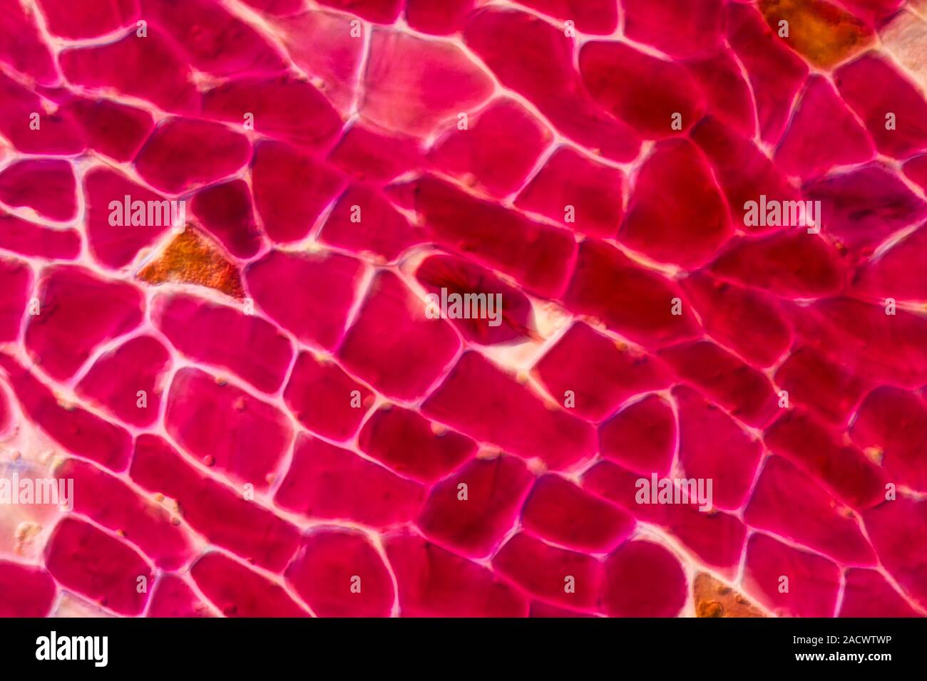 Light micrograph of the upper epidermis of Paprika (Capsicum annuum ...