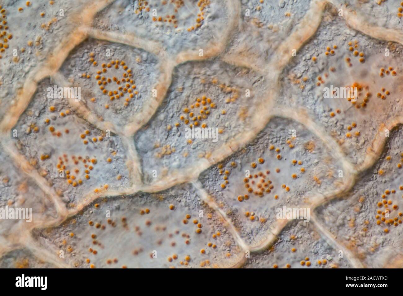 Light micrograph of Paprika (Capsicum annuum) pulp cells with carotene ...