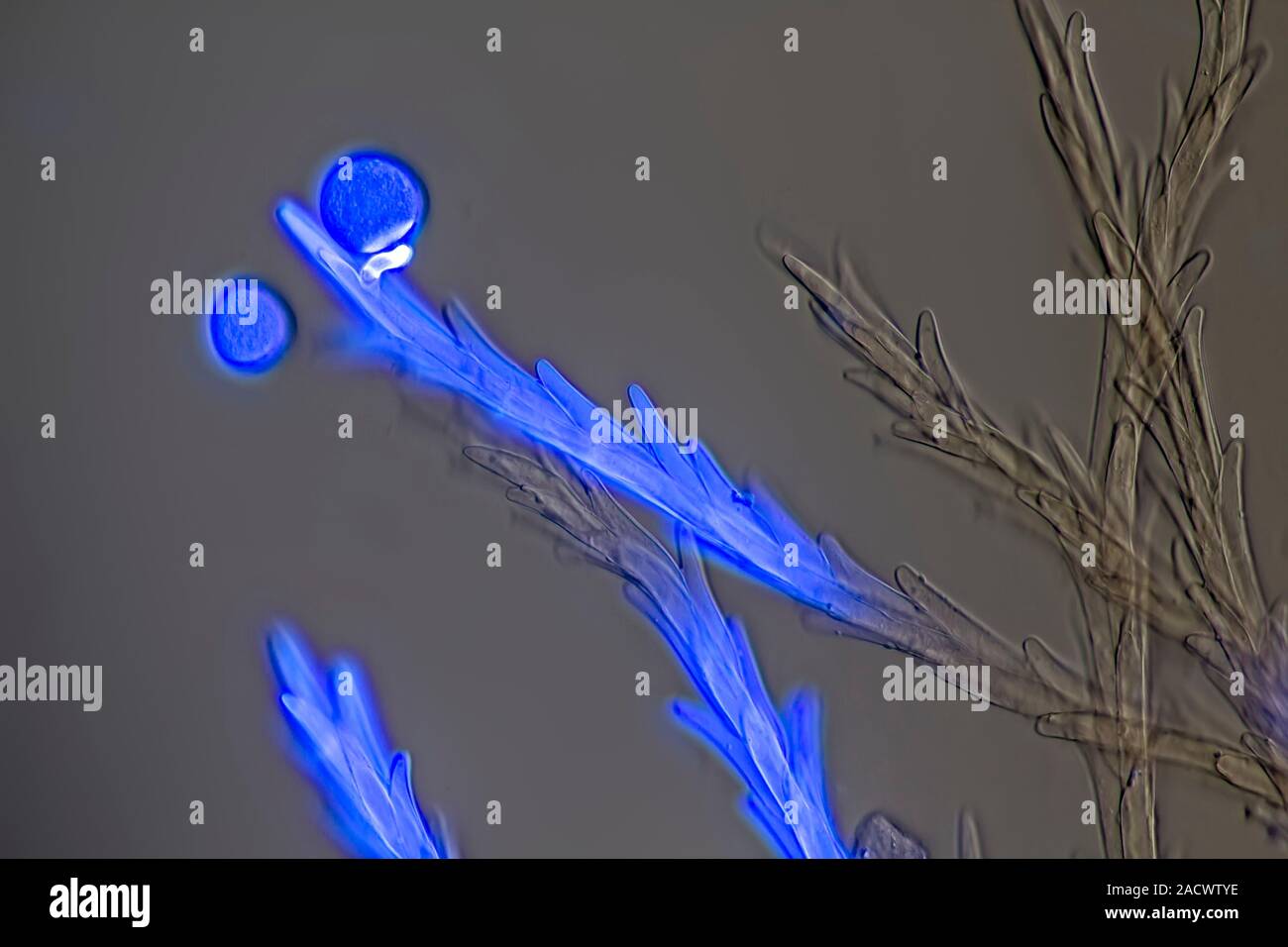 Light micrograph of germinating pollen of Lolium multiflorum, showing ...