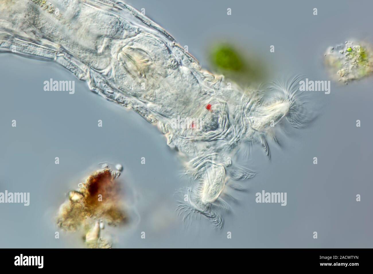 Light micrograph of Rotaria sp., a freshwater rotifer. Microscopic ...