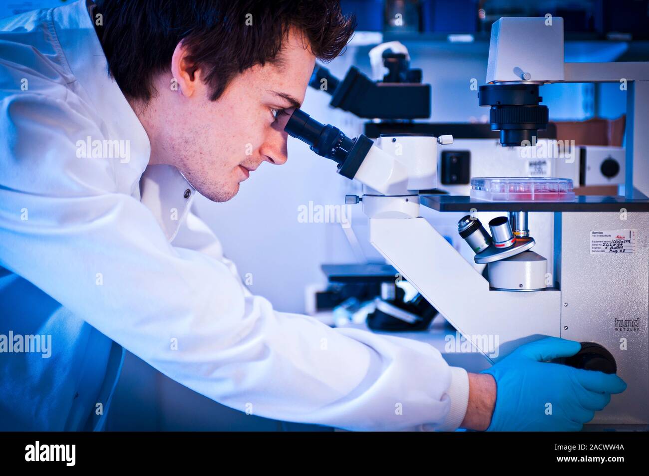 Light microscopy. Laboratory analyst or researcher using a light ...