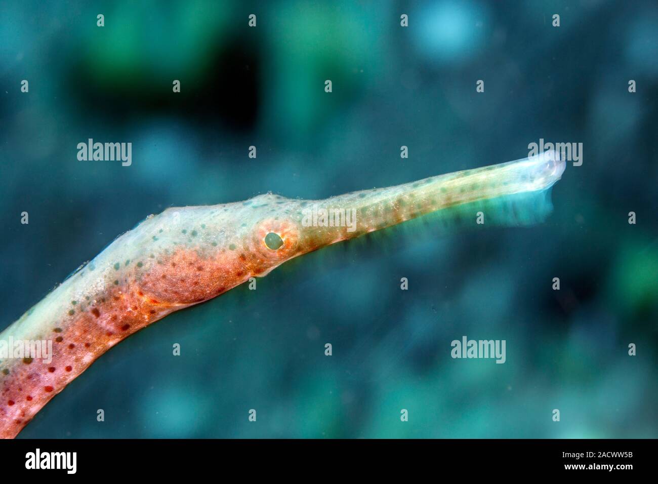 Double-ended pipefish (Trachyrhamphus bicoarctatus). Photographed in ...