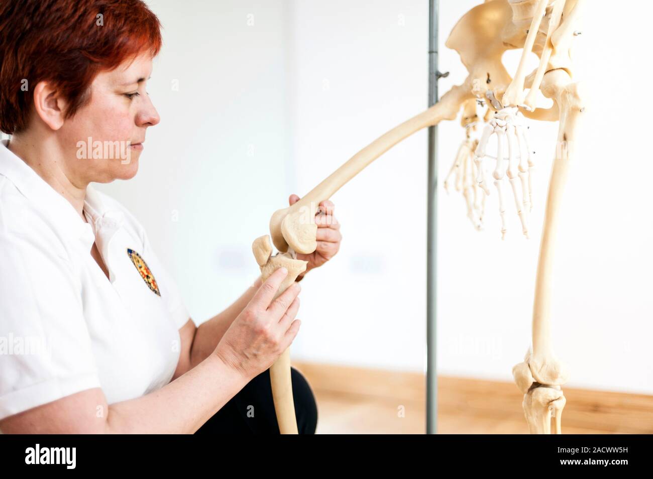 Physiotherapy training. Physiotherapist using a model skeleton to ...