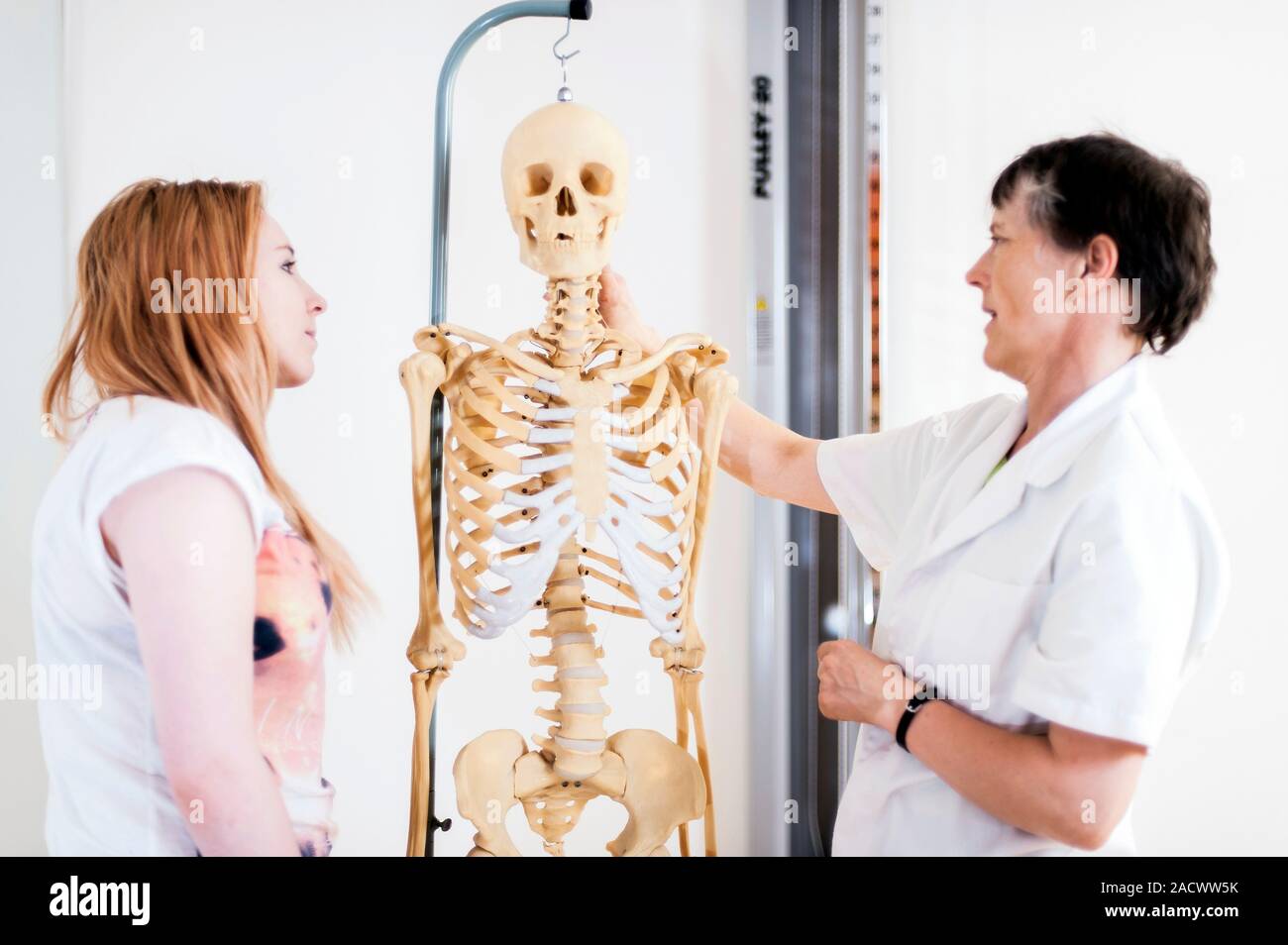 Physiotherapy training. Physiotherapist (right) using a model skeleton ...