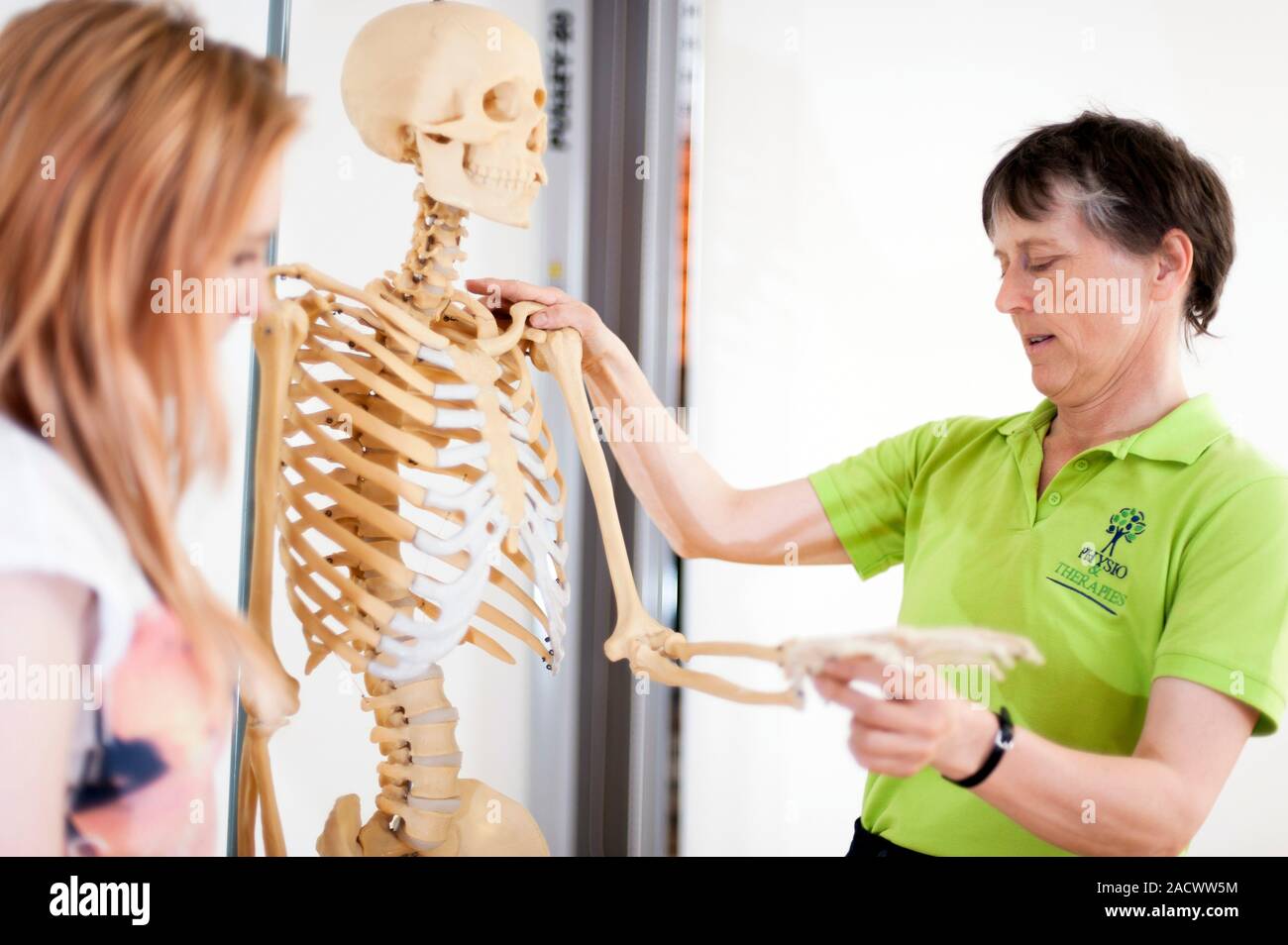 Physiotherapy training. Physiotherapist (right) using a model skeleton ...