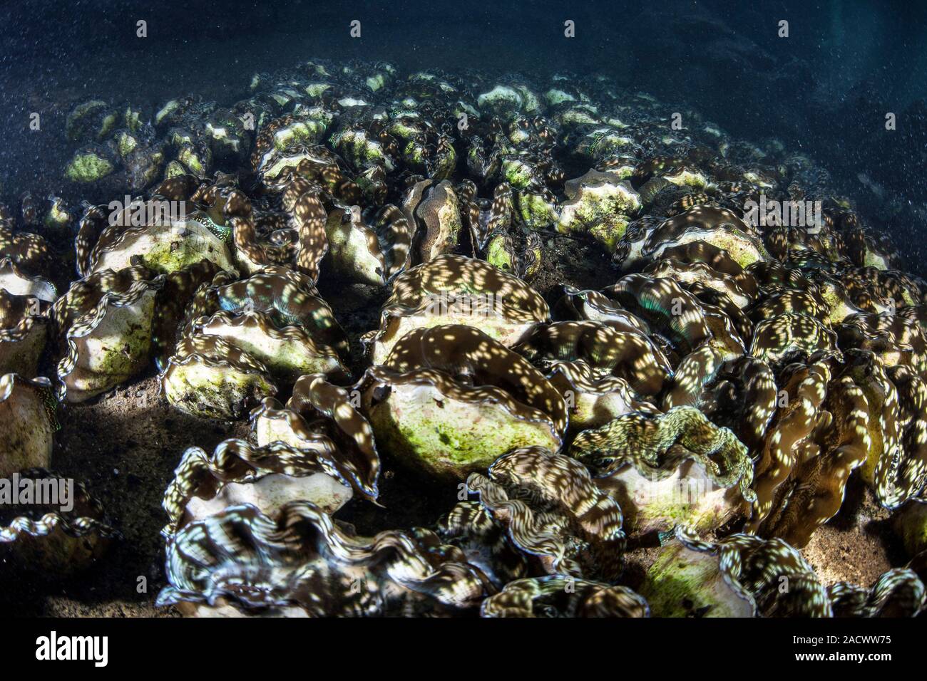 Giant clams (Tridacna sp.) being farmed in a shallow lagoon ...