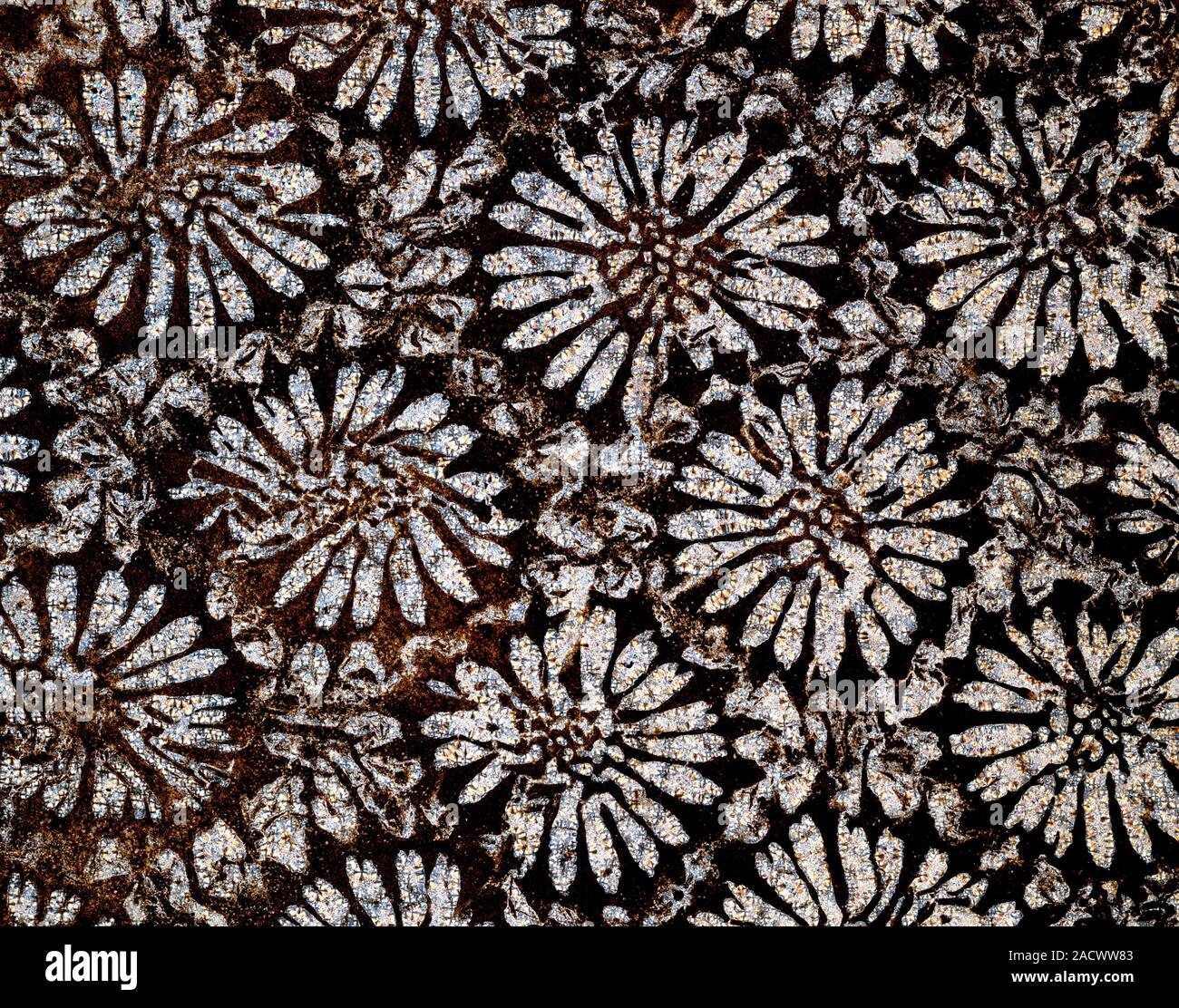 Thin section of fossil, lithified star coral photographed in ...