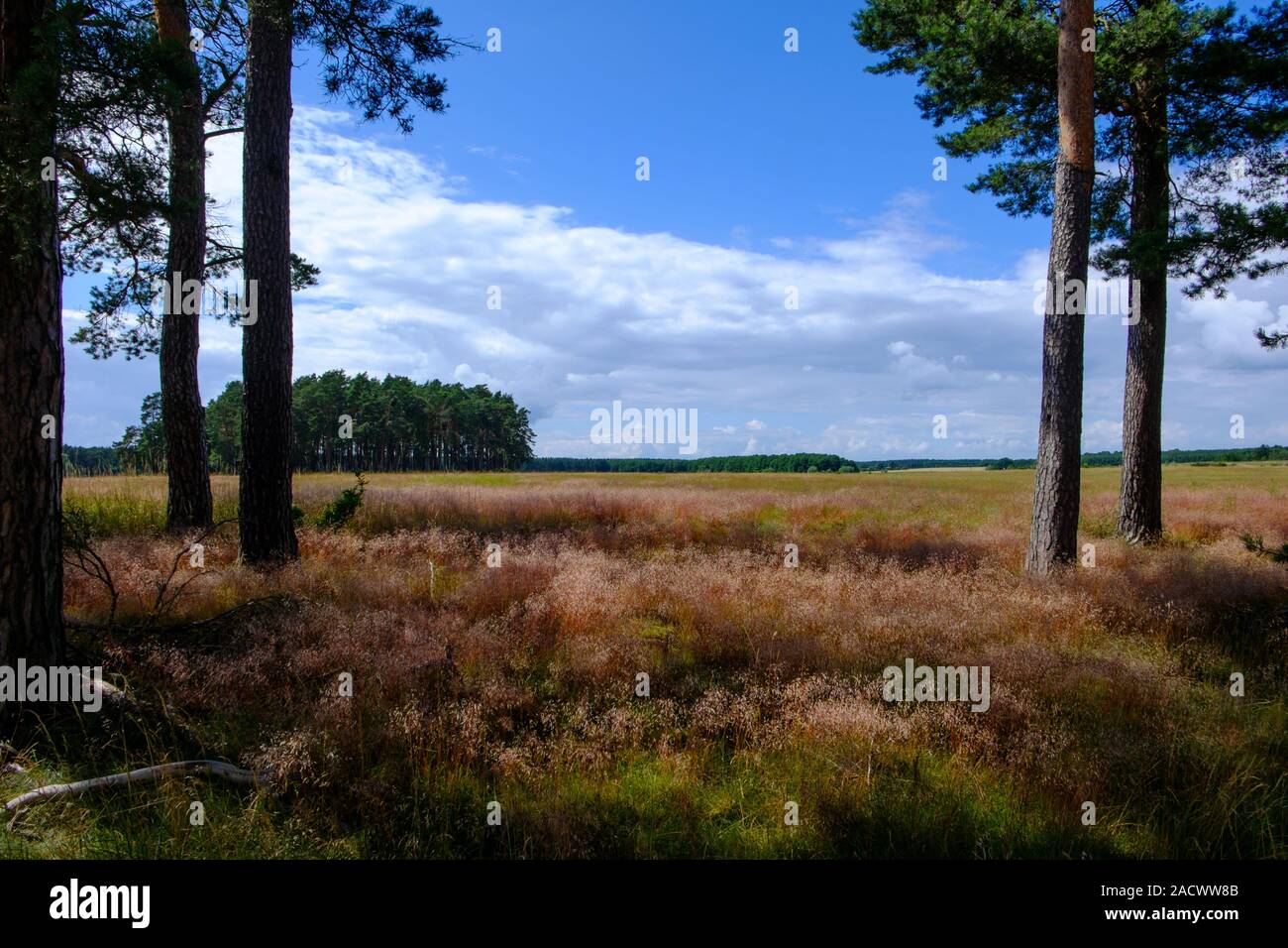 Muritz national park hi-res stock photography and images - Alamy