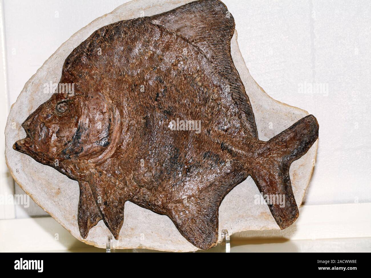 Fossil of Gyrodus Circularis, an extinct genus of a pycnodont bony fish ...