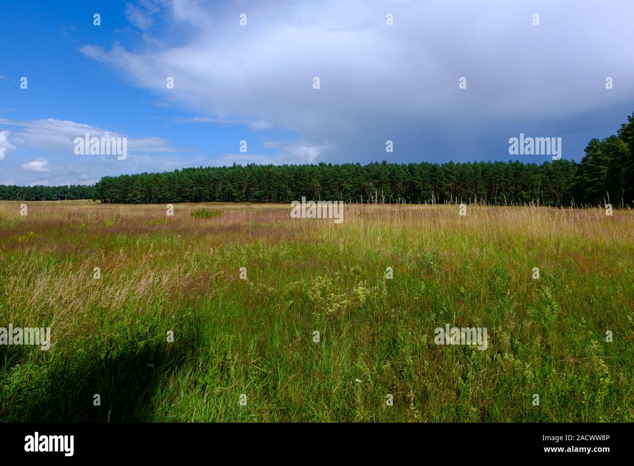 Muritz national park hi-res stock photography and images - Alamy