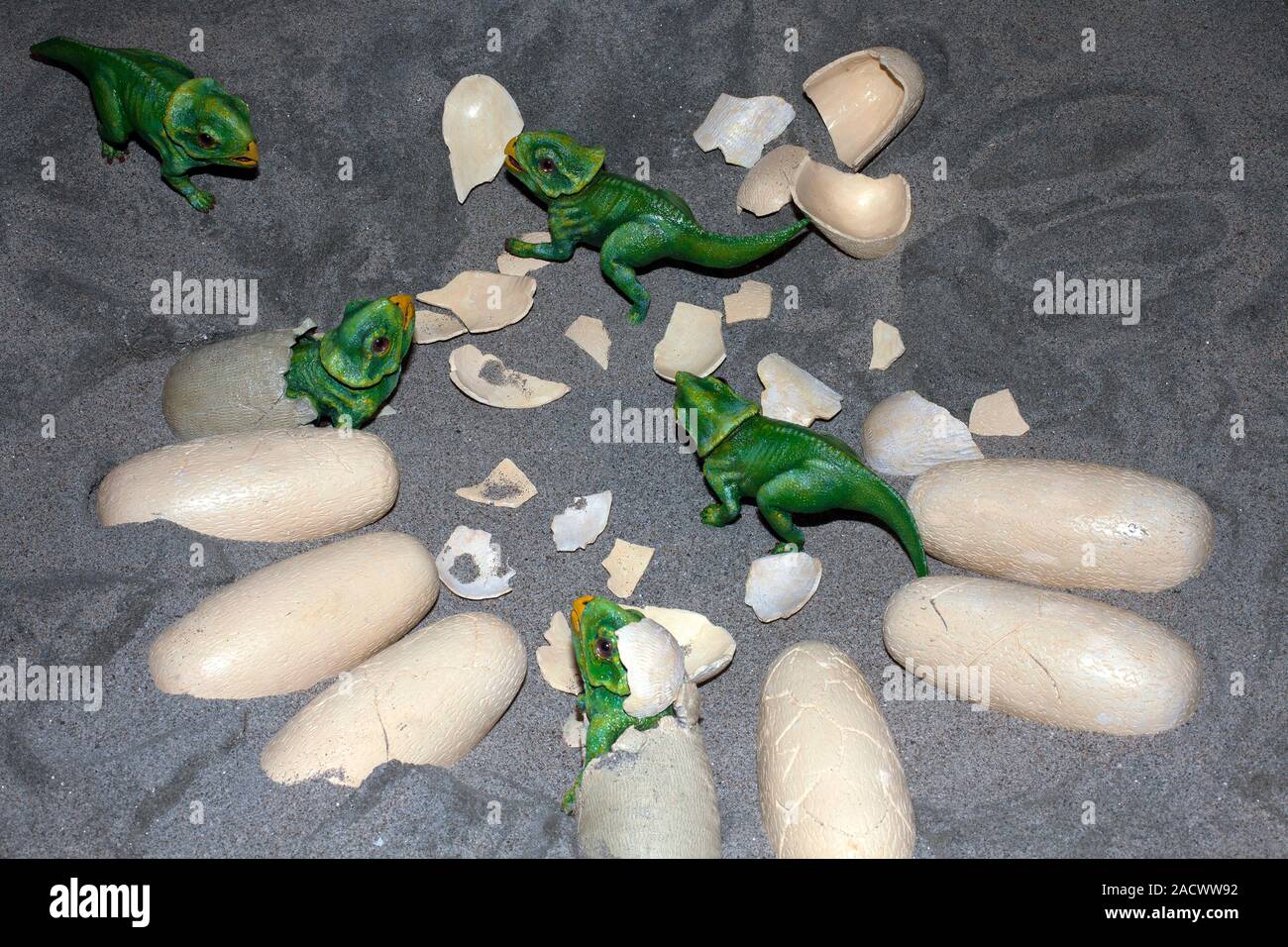 Protoceratops is a genus of herbivorous dinosaurs, that lived during ...