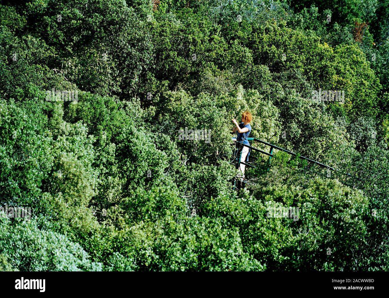 Treetop forest laboratory. Researcher in a forest laboratory checking ...