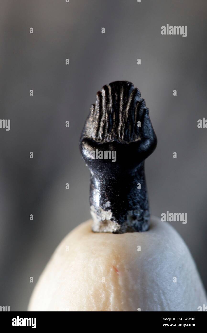 Stegosaurus fossil tooth. This herbivorous dinosaur lived during the ...