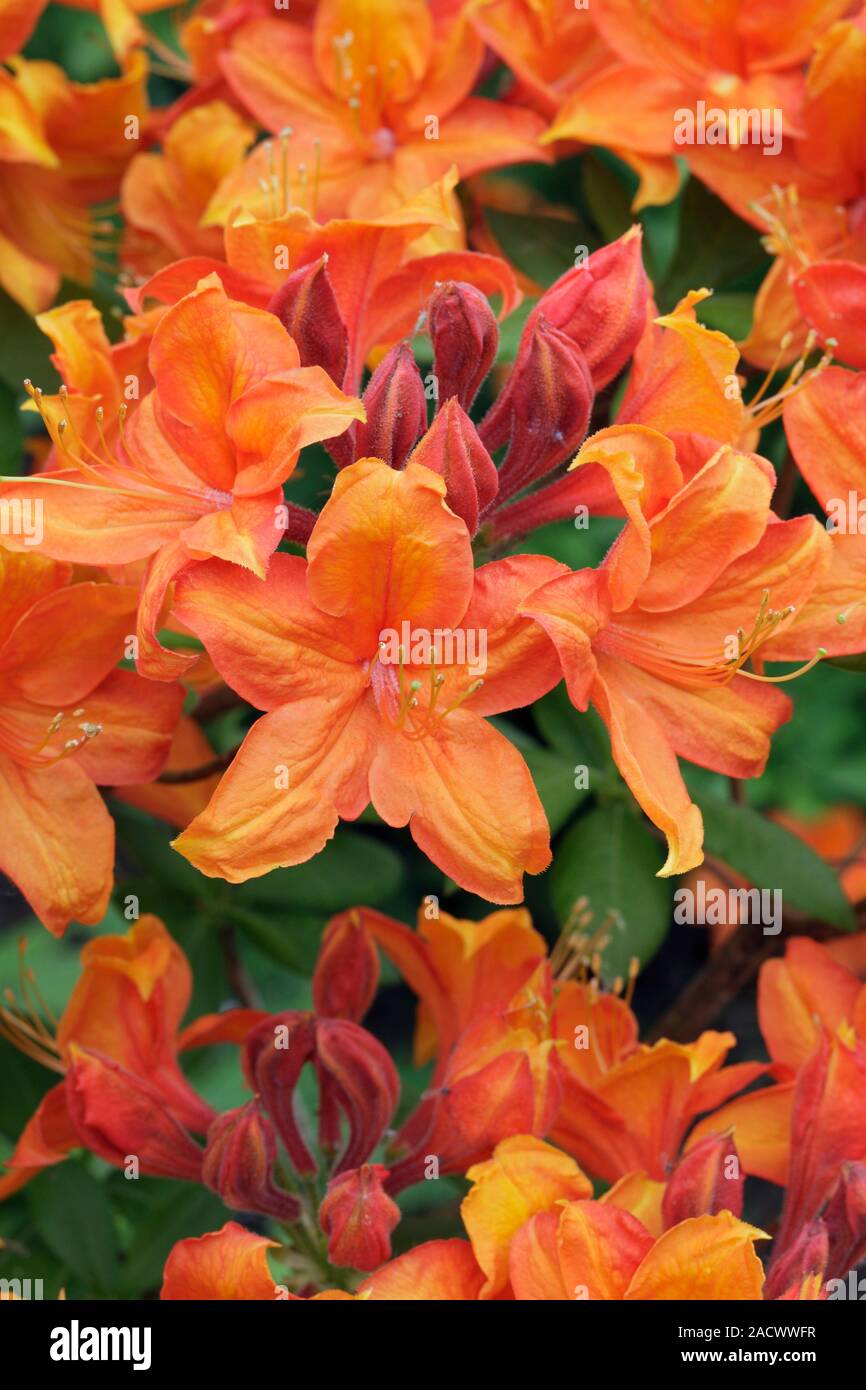 Rhododendron 'Golden Eagle' Stock Photo - Alamy