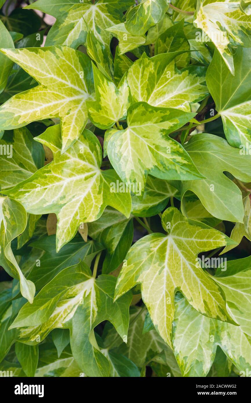 X fatshedera lizei 'Variegata' Stock Photo - Alamy