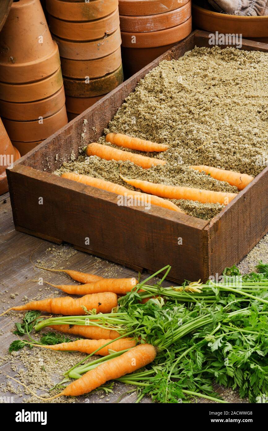 Storing carrots in damp sand Stock Photo - Alamy