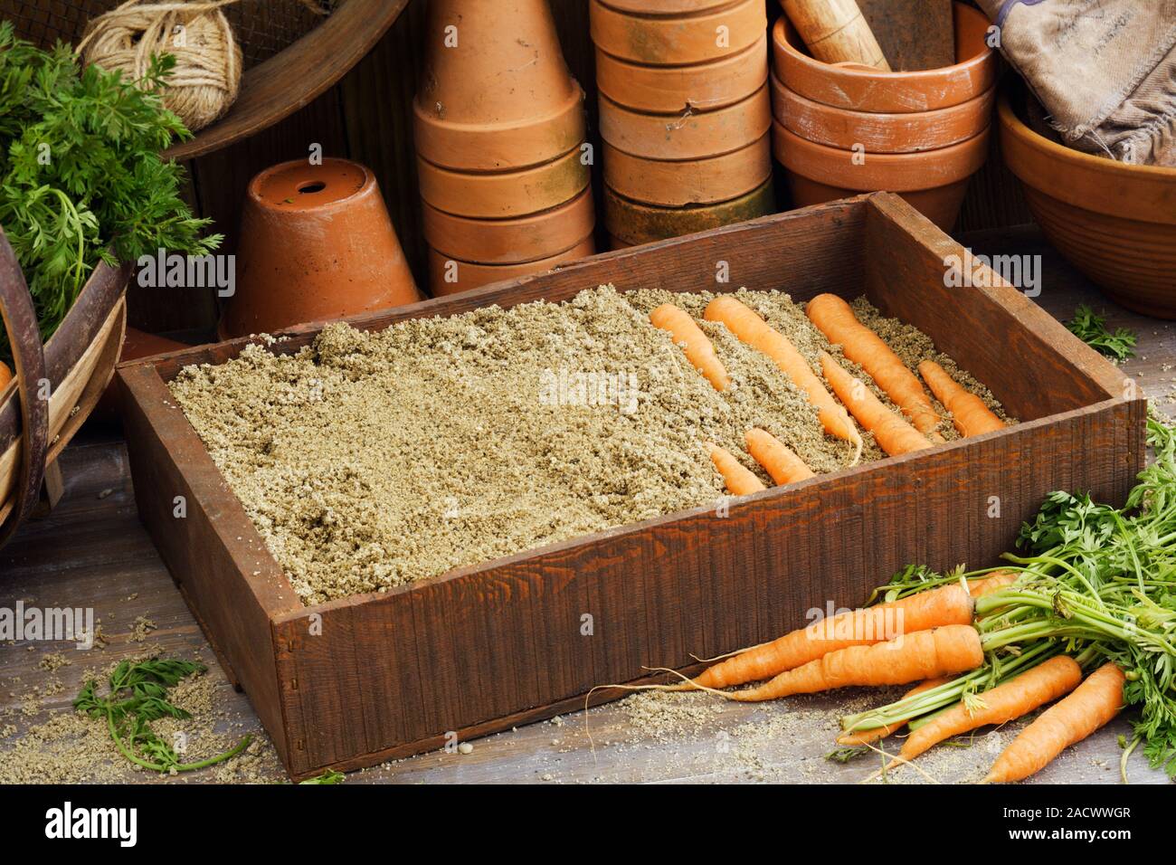 Storing carrots in damp sand Stock Photo - Alamy