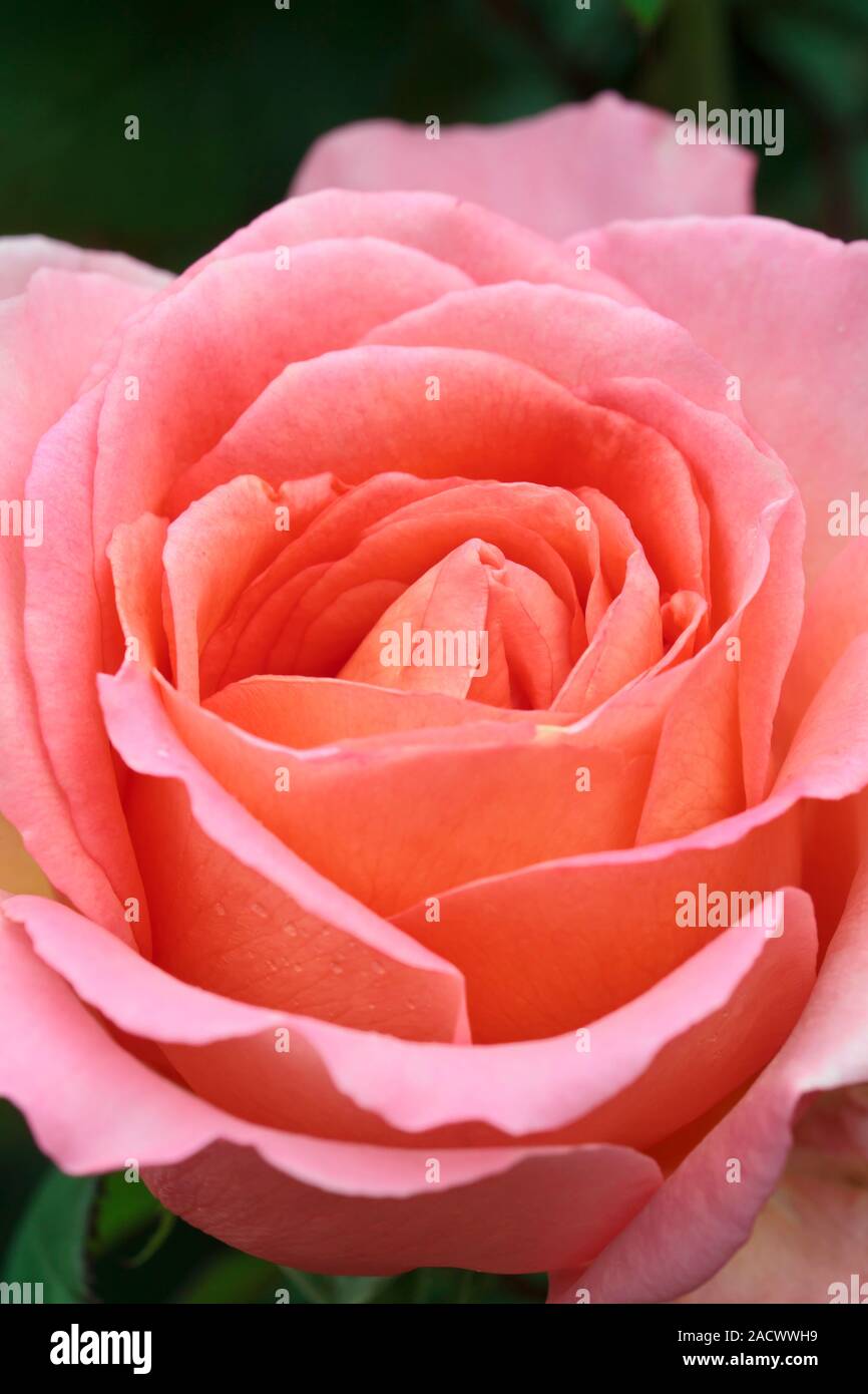 Rosa 'The Whitgift Rose' Stock Photo - Alamy