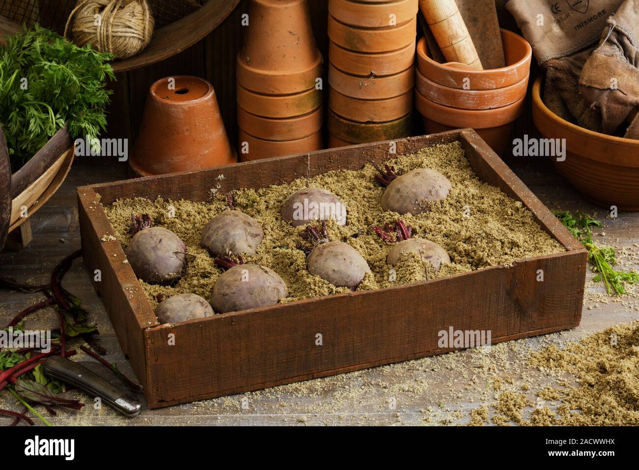 Storing beetroots in damp sand Stock Photo - Alamy