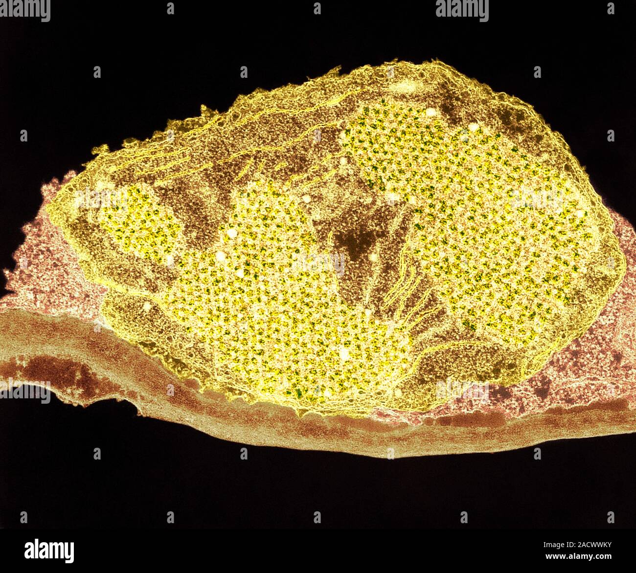 Etioplast. Coloured transmission electron micrograph (TEM) of a section ...