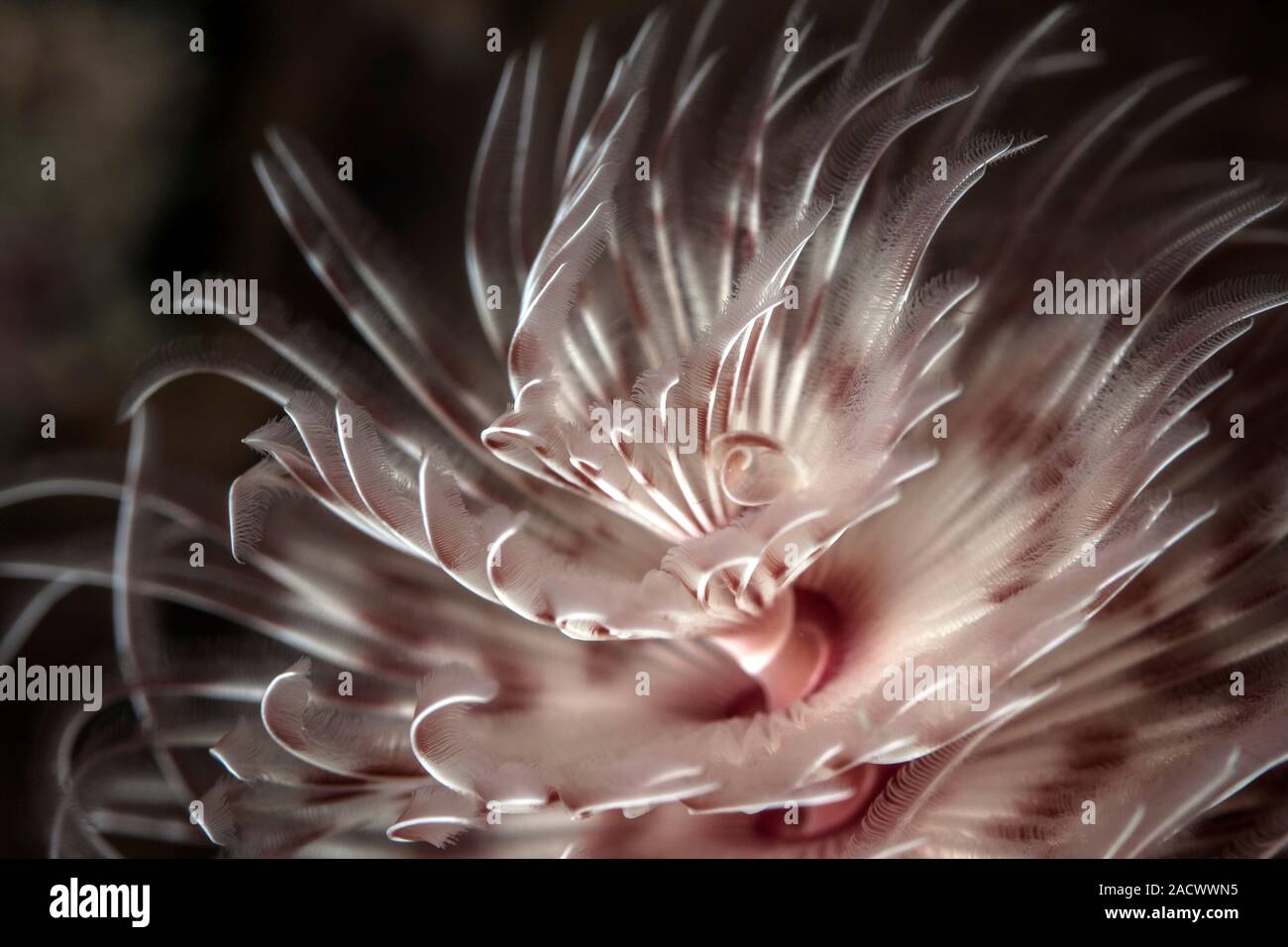 Feather duster worm (Protula magnifica). This polychaete worm lives in ...