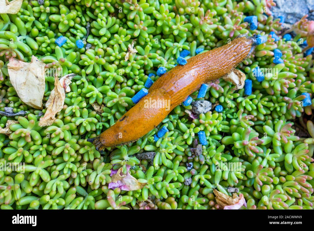 Slug pellets hi-res stock photography and images - Alamy