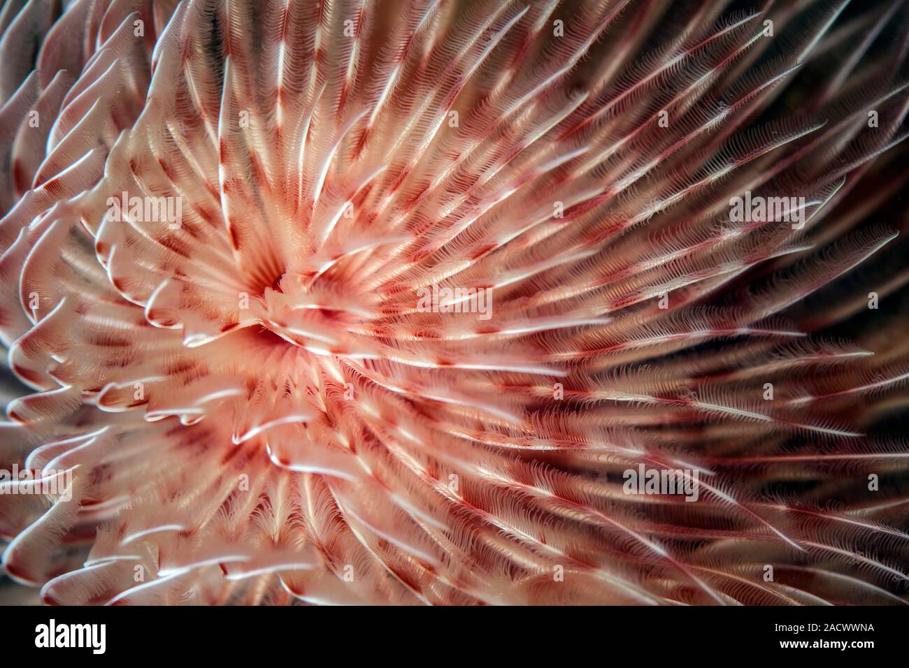 Feather duster worm (Protula magnifica). This polychaete worm lives in ...