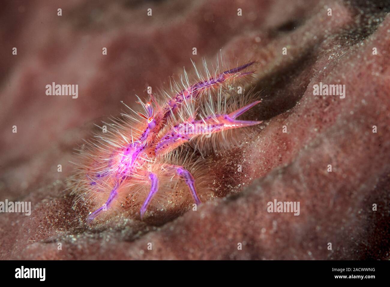 Hairy squat lobster (Lauriea siagiani) living symbiotically on a giant ...