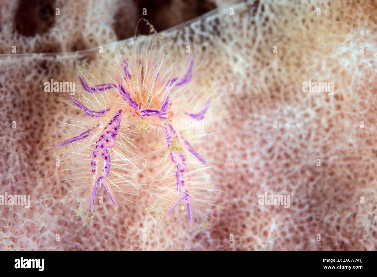 Hairy squat lobster (Lauriea siagiani) living symbiotically on a giant ...