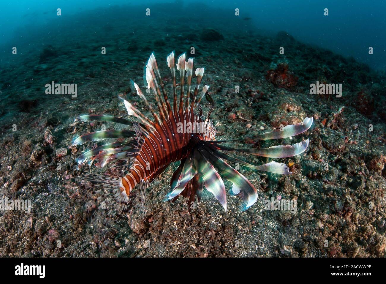Lionfish (Pterois volitans). Lionfish are highly venomous predatory ...