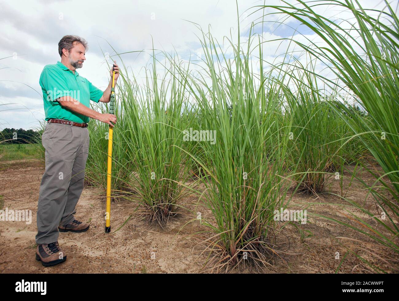Energy cane biofuel research. Geneticist measuring the height of energy ...
