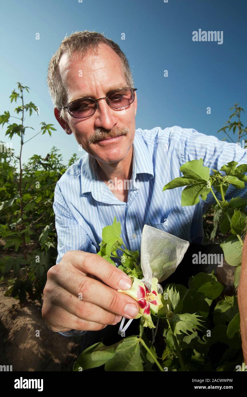 Cotton pollination research. Geneticist cross-pollinating flowers of ...
