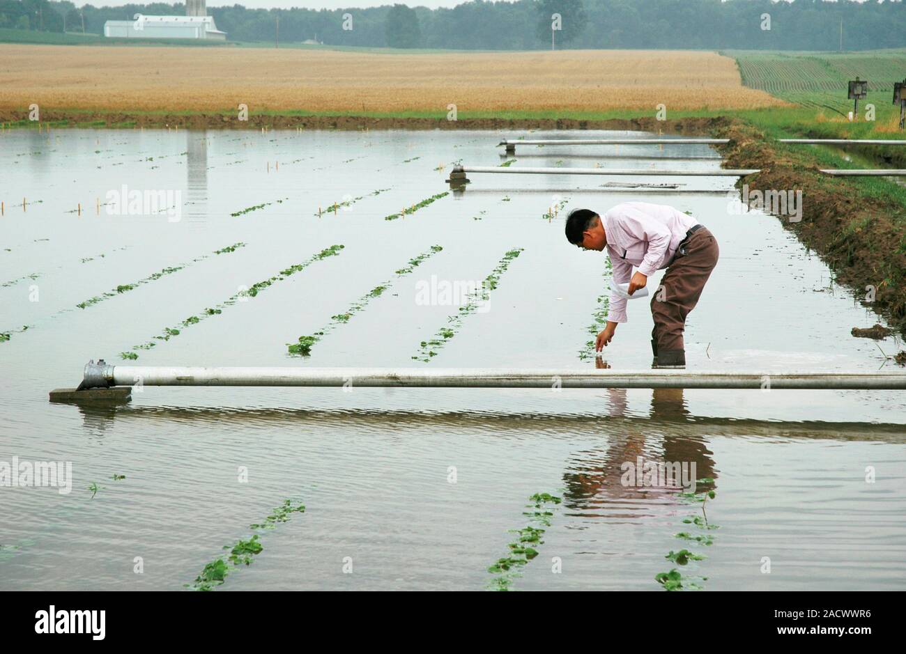 Flooded soybean crop. Researcher examining a flooded crop of soybean ...