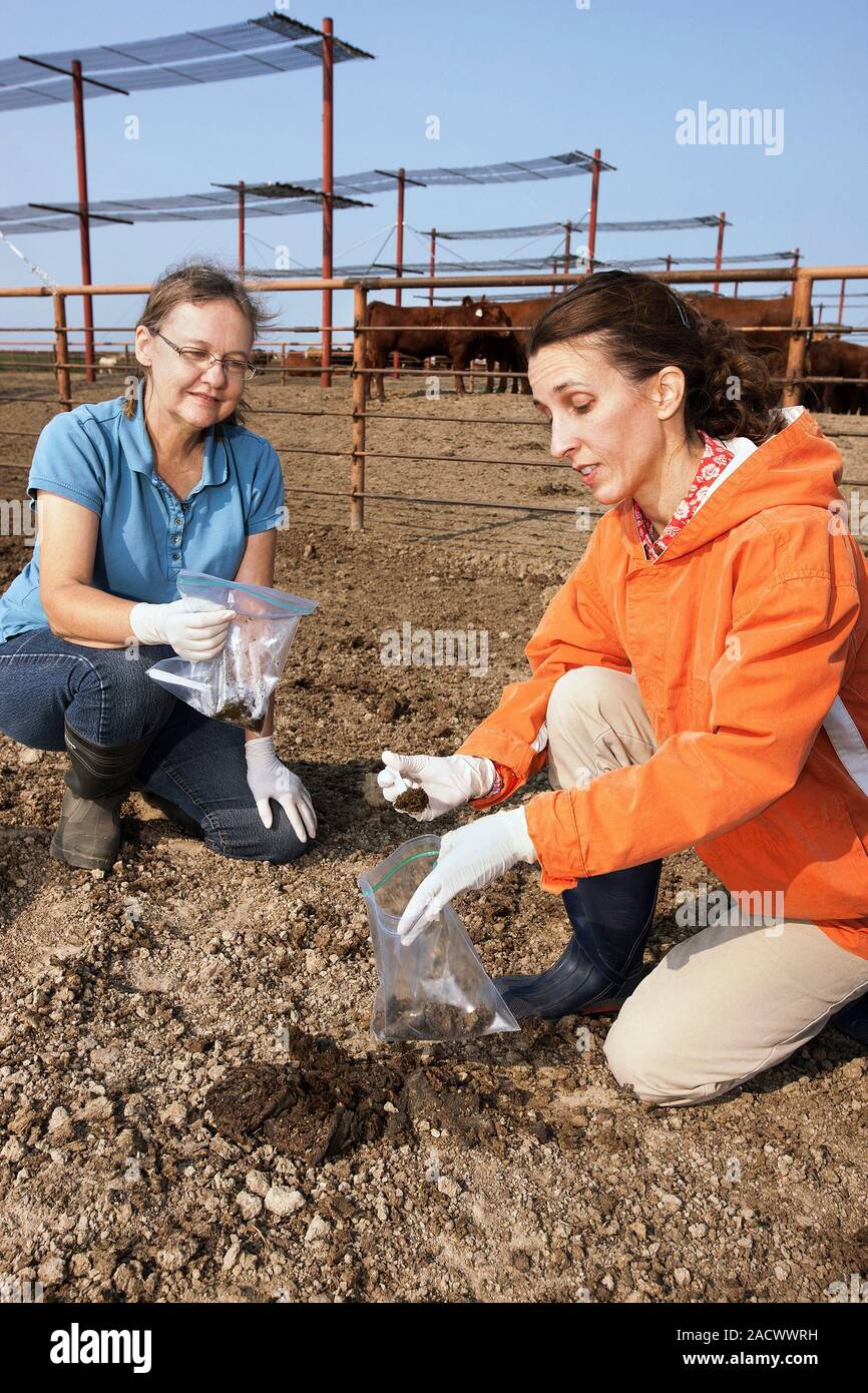 Cow faeces research. Microbiologist collecting samples of cow pats ...