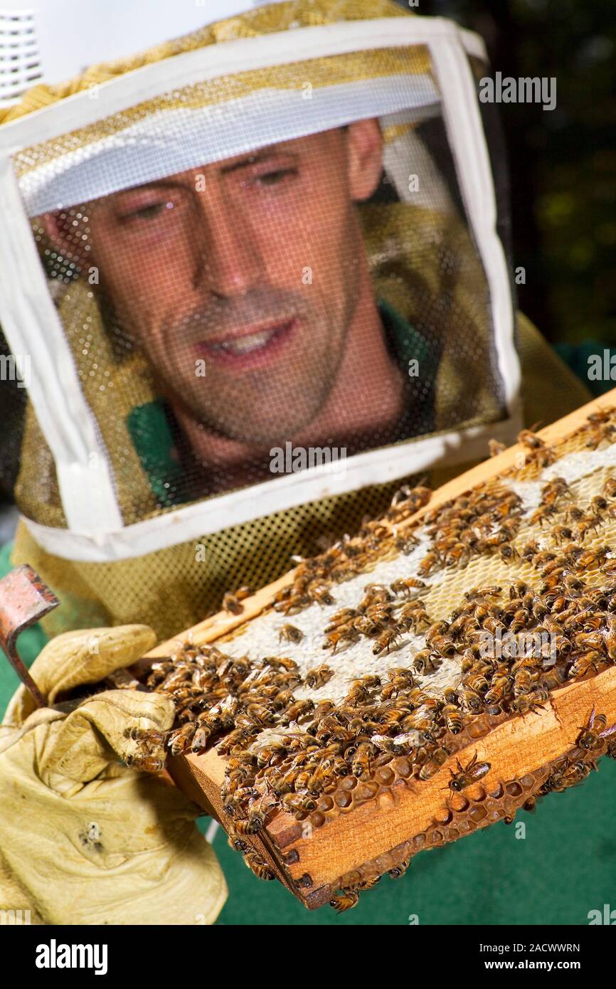 Honey bee pathogen research. Entomologist inspecting a comb of honey ...