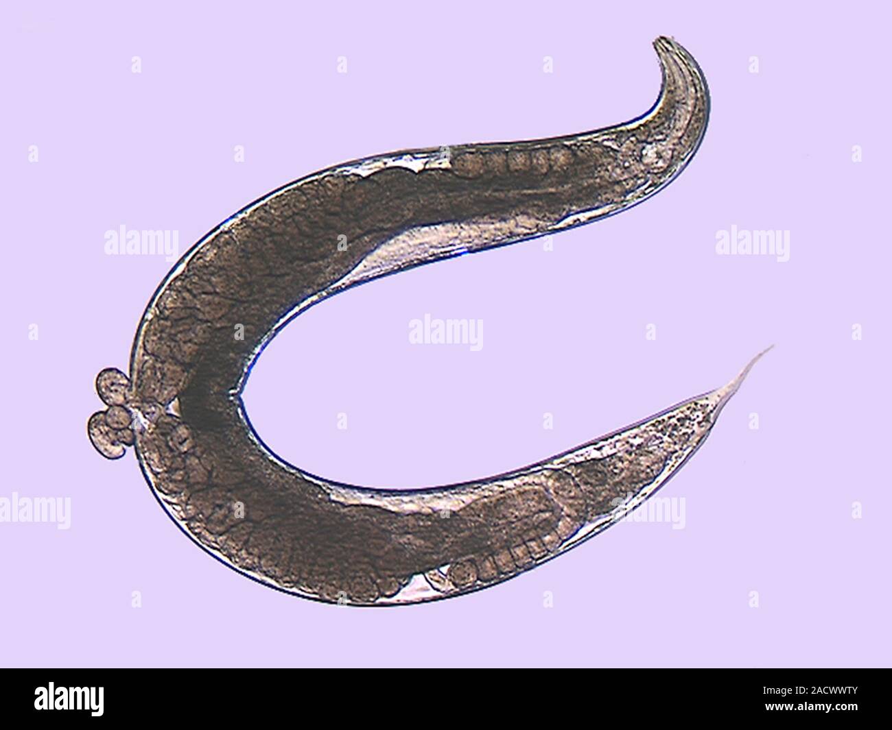 Rhabditis rainai nematode, light micrograph. This nematode worm was ...