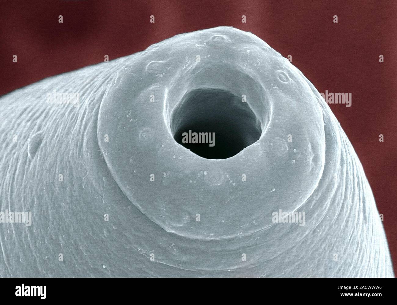 Nematode mouthpart, coloured scanning electron micrograph (SEM ...