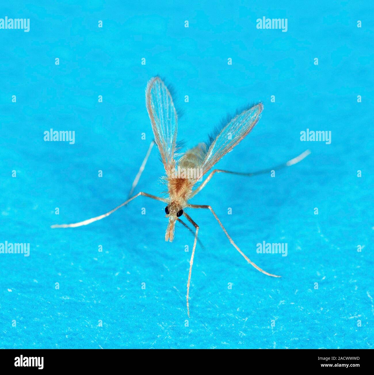 Sand fly (Phlebotomus papatasi). This insect's bite transmits the ...