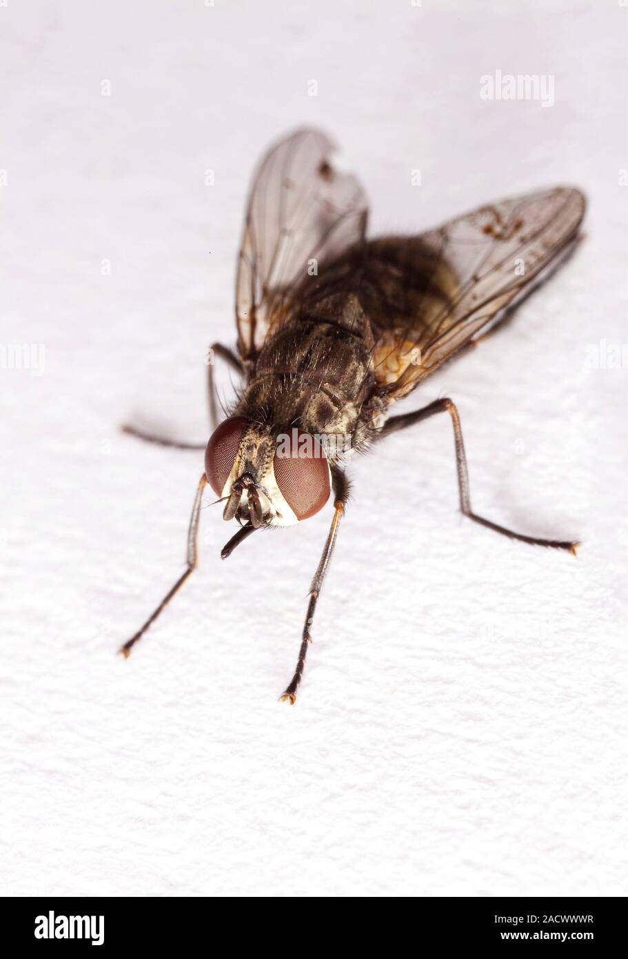Stable fly (Stomoxys calcitrans). This insect uses its proboscis to ...