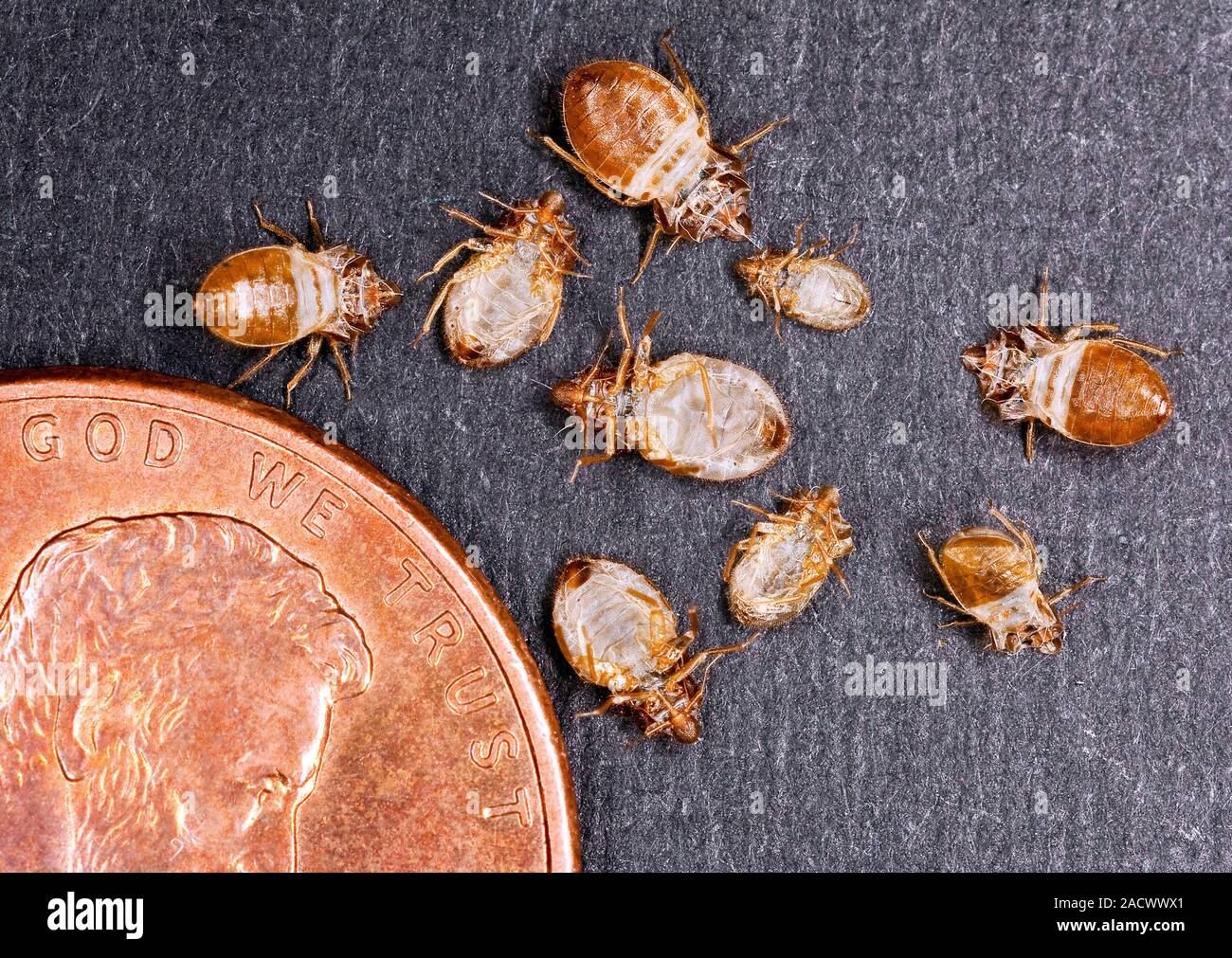 Bed bugs with a US one cent coin. Bed bugs are wingless, parasitic ...