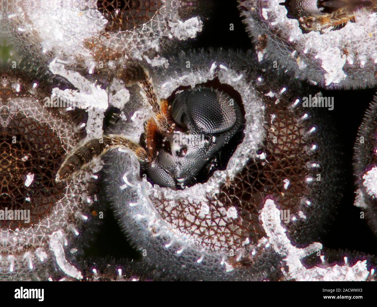 Parasitoid wasp in stink bug egg. Adult parasitoid wasp (centre ...