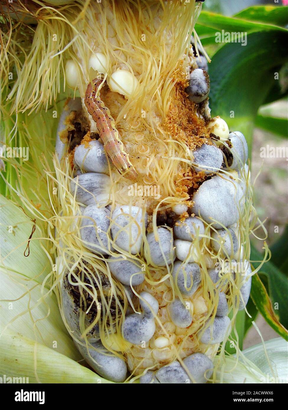 Maize cob infected with corn smut. Maize (Zea mays) is also known as ...