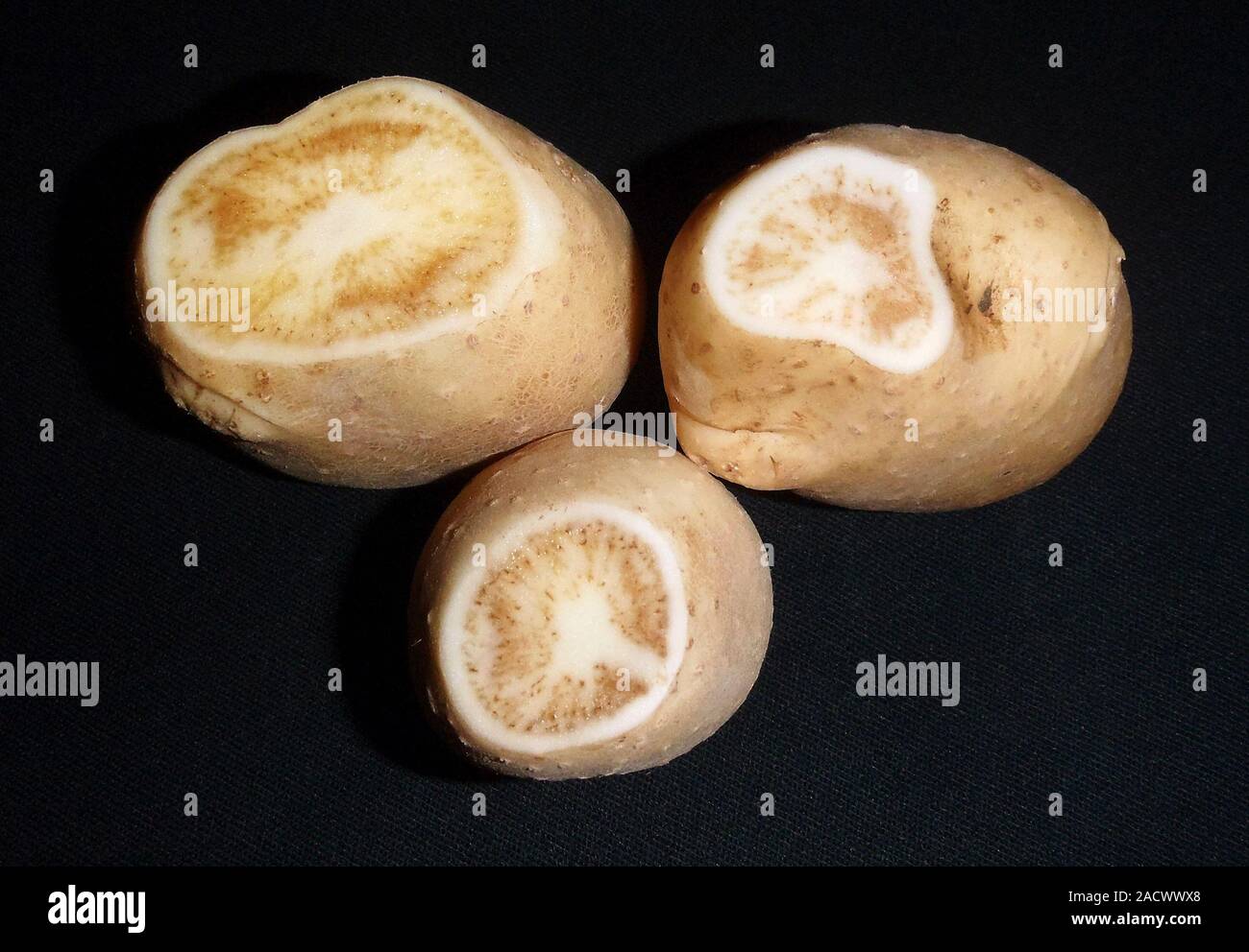 Zebra chip potato infection. Potato tubers (Solanum tuberosum) infected ...